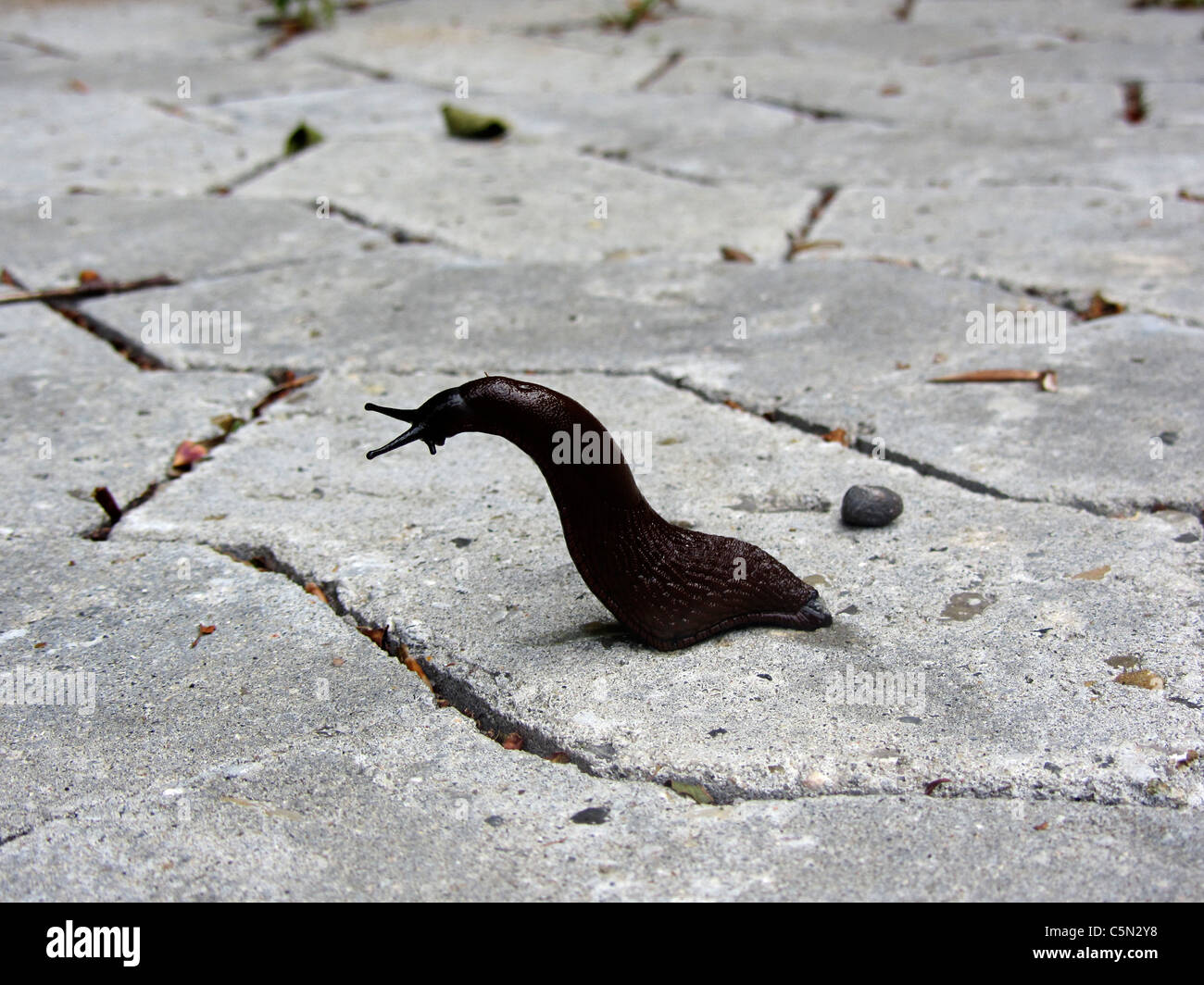 Dance dancing slug hi-res stock photography and images - Alamy