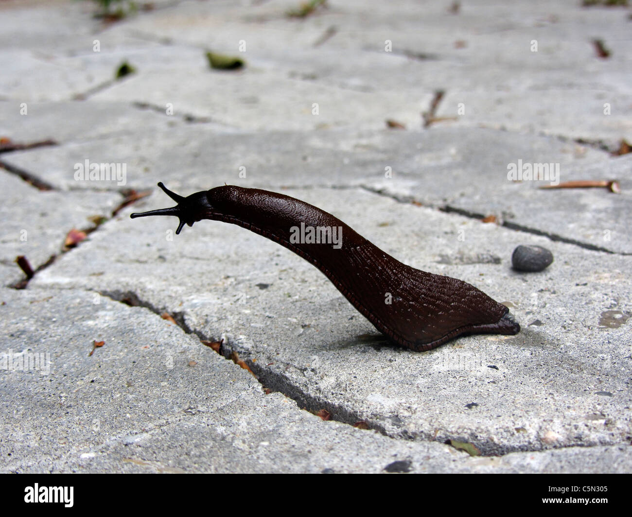 Dancing slug on street bricks Stock Photo - Alamy