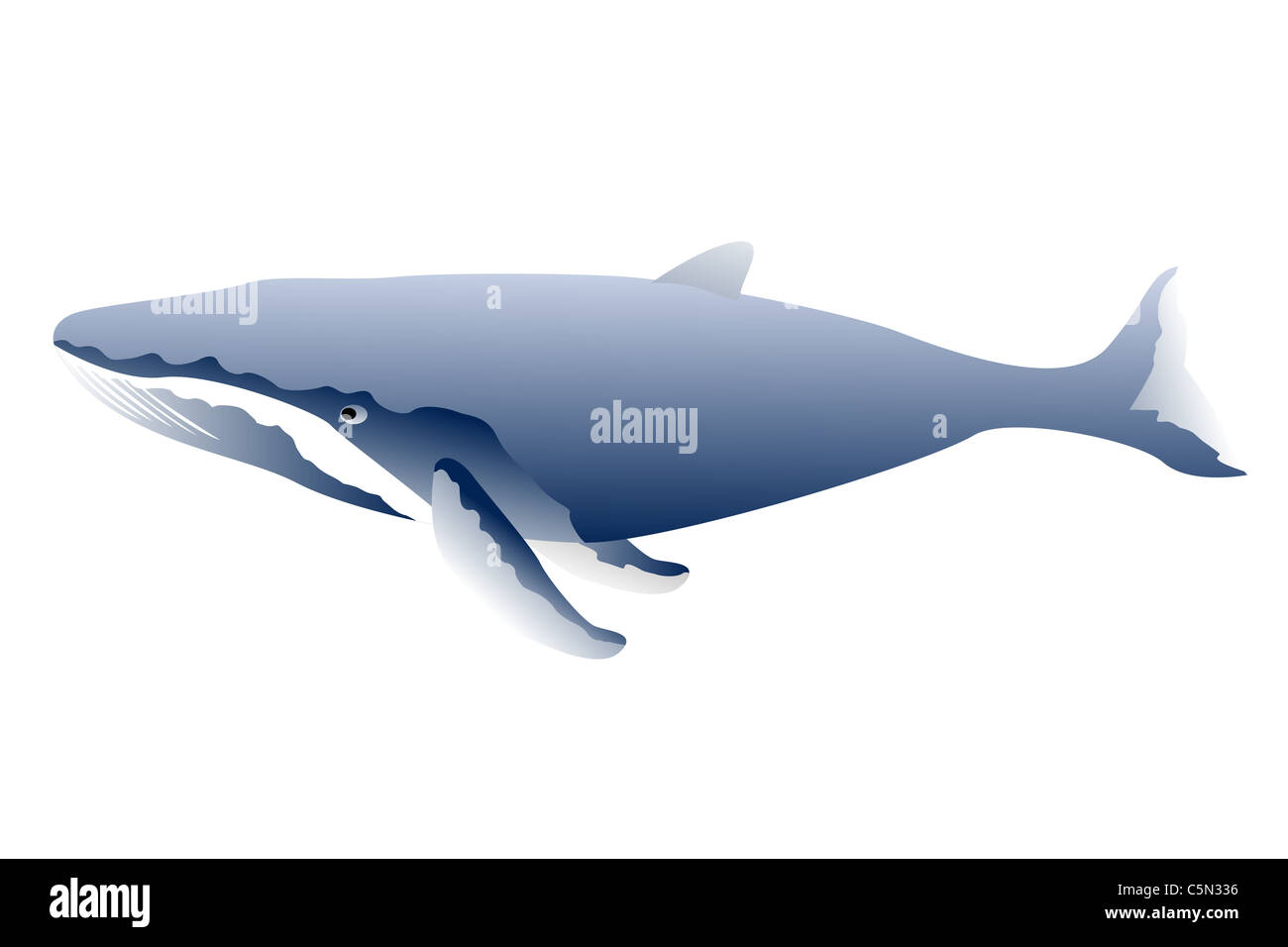 Sperm whale illustration hi-res stock photography and images - Alamy