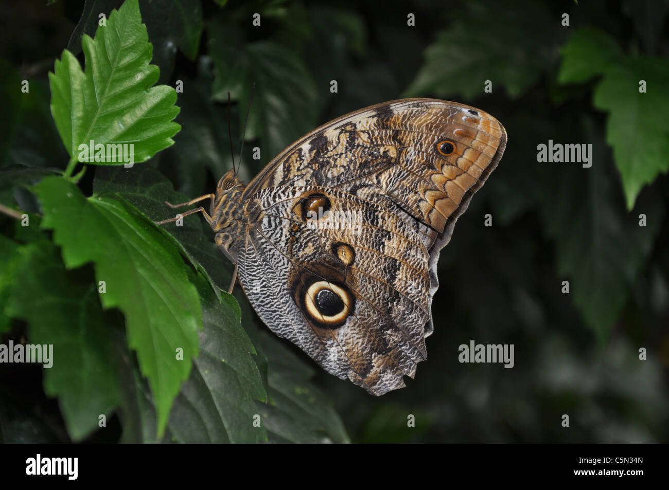 Edinburgh Butterfly World High Resolution Stock Photography and Images ...