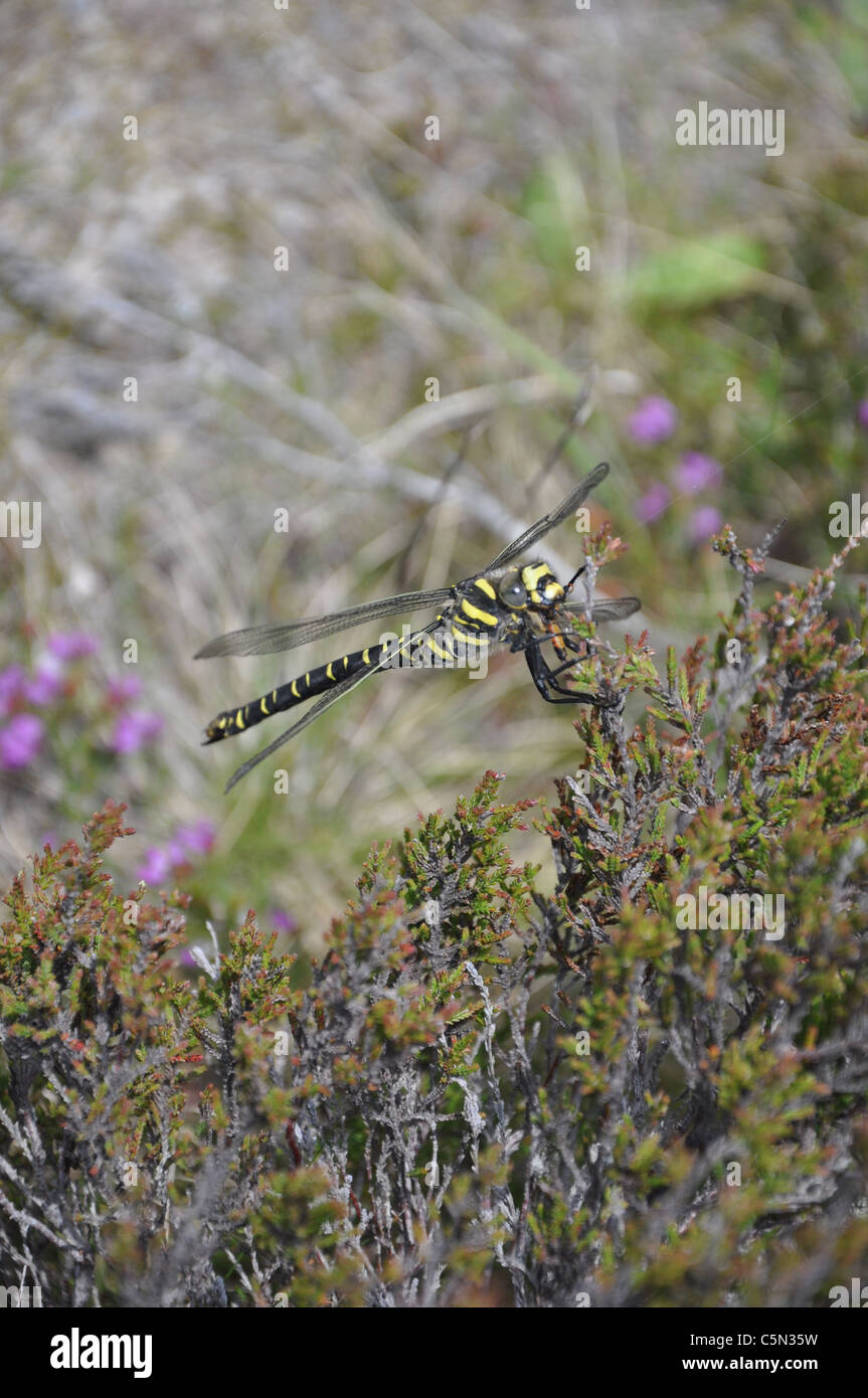 Golden ringed dragonfly heather hi-res stock photography and images - Alamy