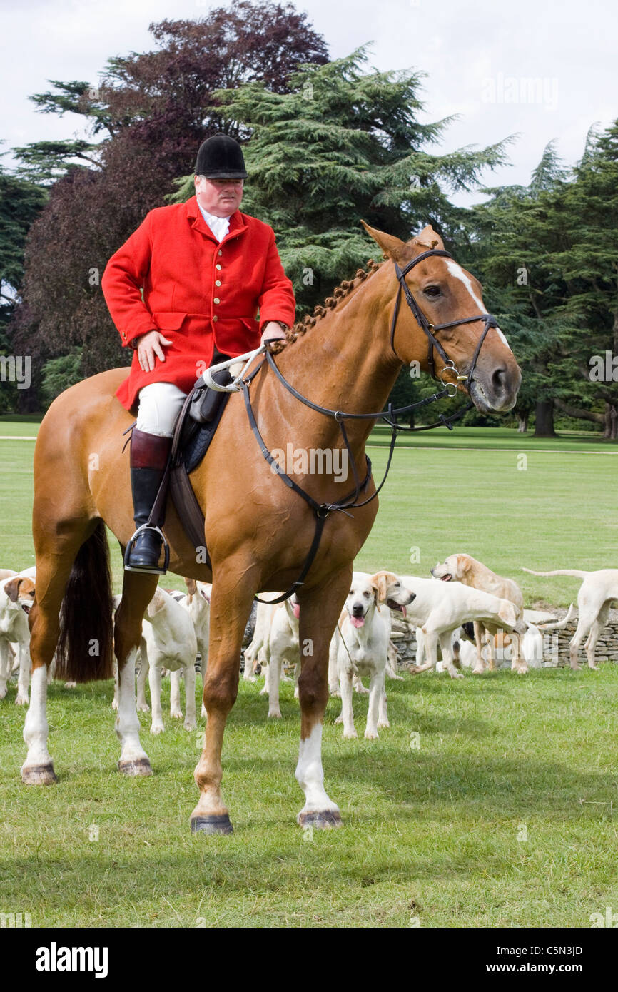Master of the hunt leading his English foxhounds Stock Photo - Alamy