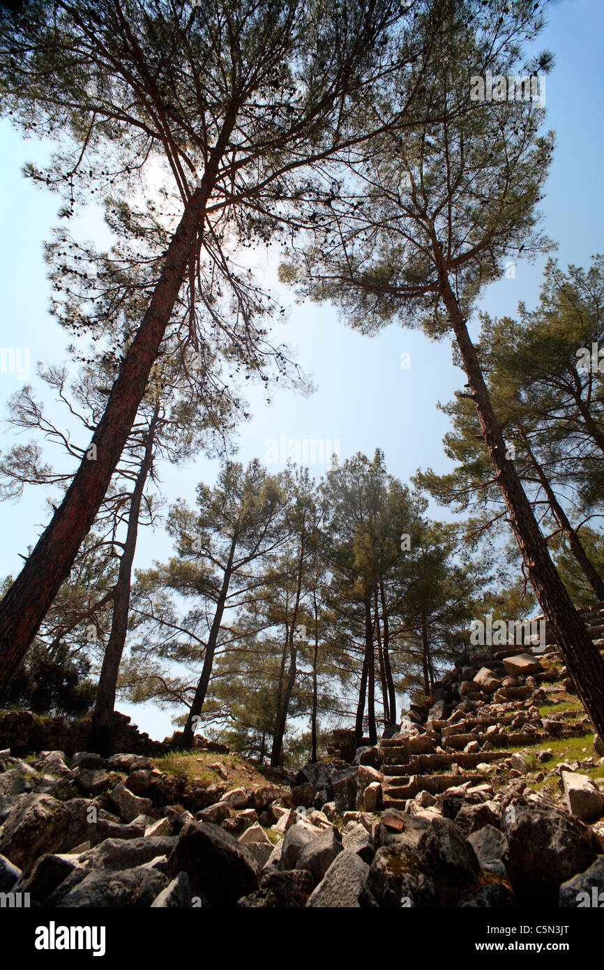 Turkey Kadyanda trees Stock Photo - Alamy