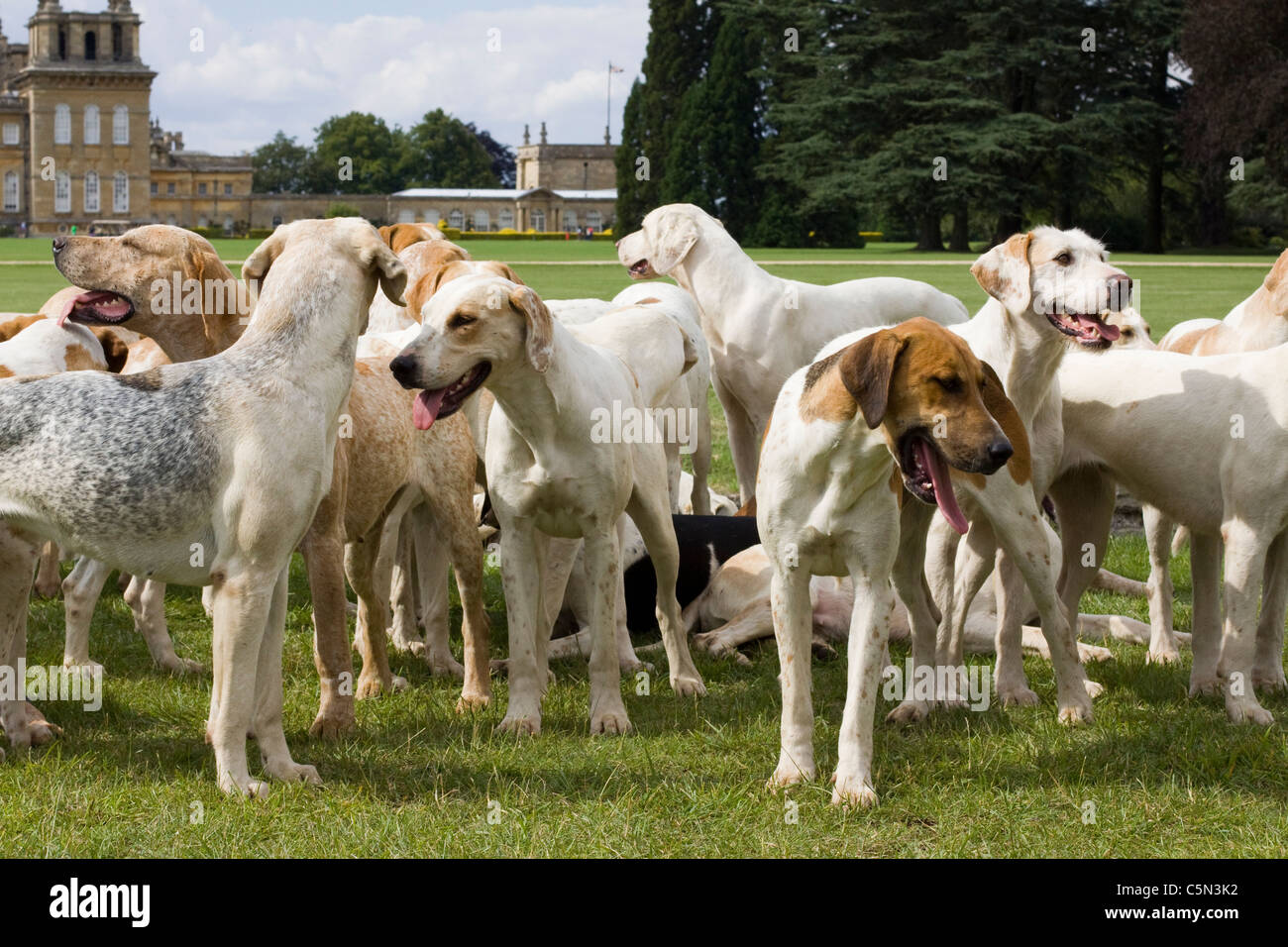 Working hound breeds hi-res stock photography and images - Alamy