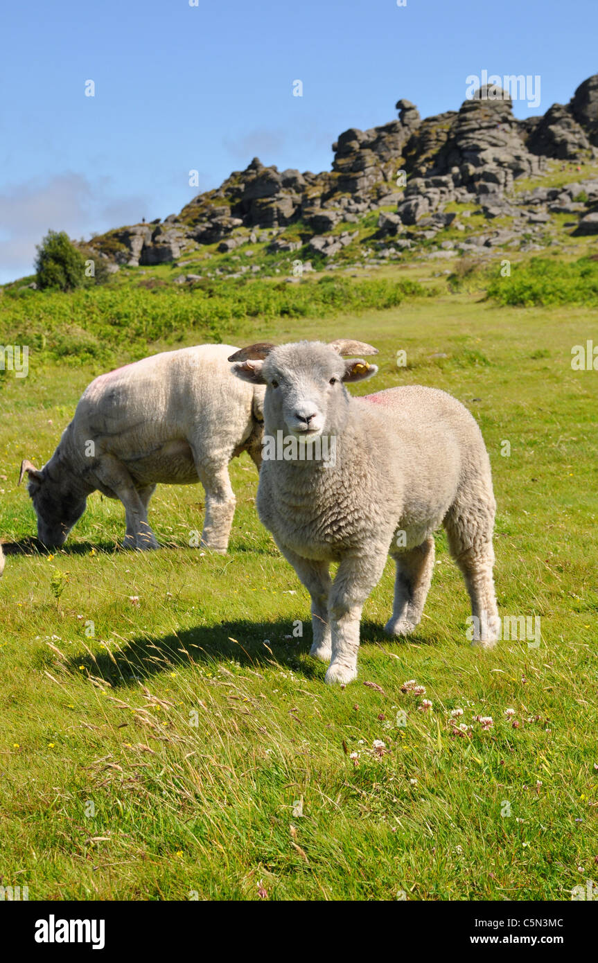 Sheep on mountain in dartmoor, devon Stock Photo - Alamy