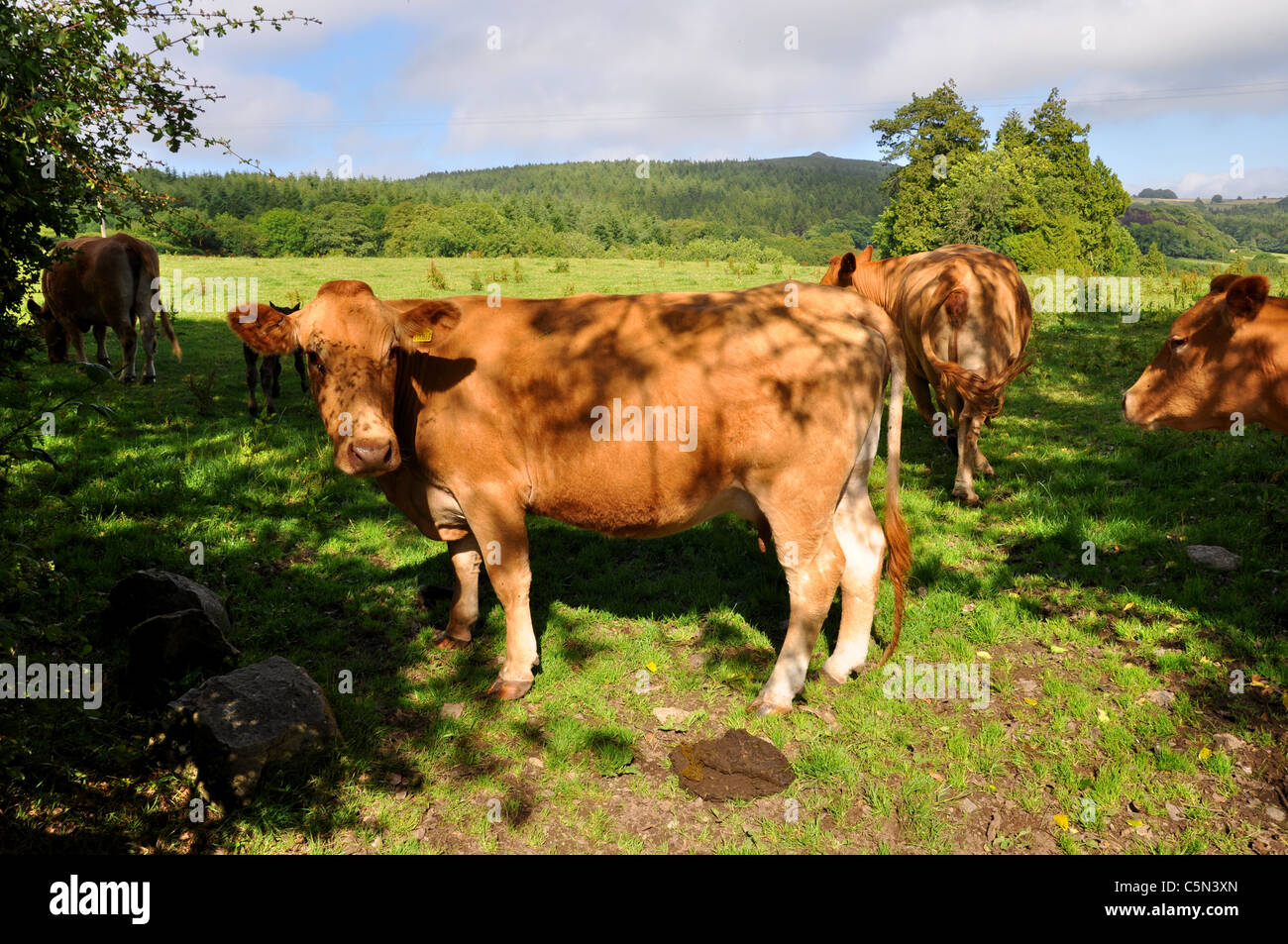 Cow in yard hi-res stock photography and images - Alamy