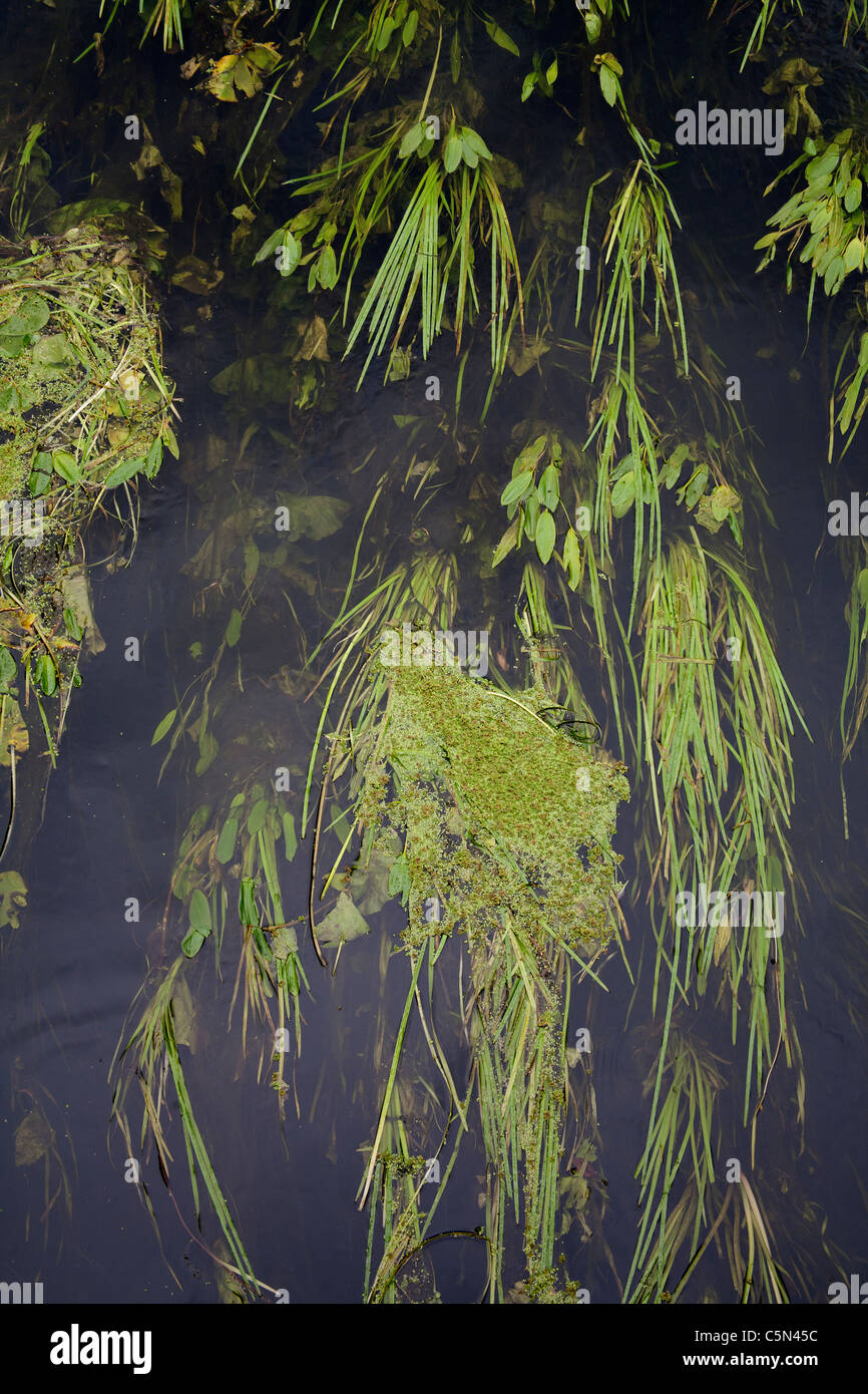 River Weeds High Resolution Stock Photography and Images - Alamy