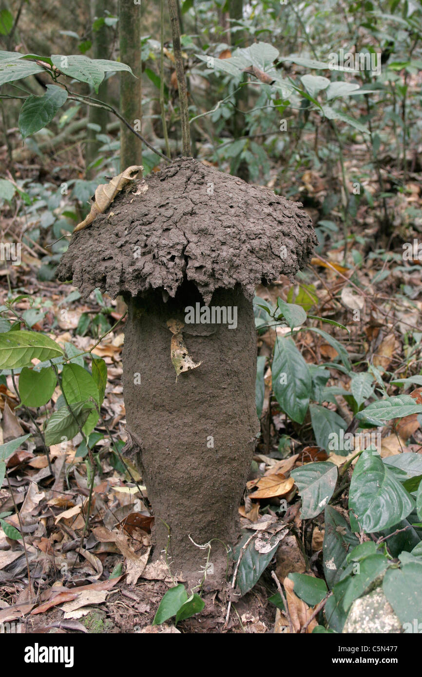 Cubitermes sp hi-res stock photography and images - Alamy