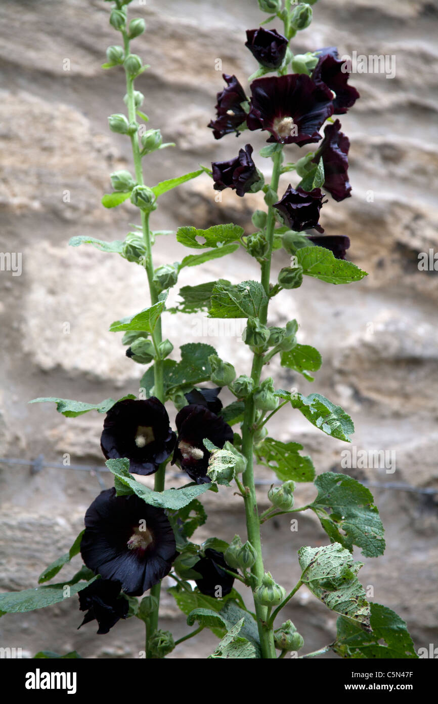 Black hollyhock hi-res stock photography and images - Alamy