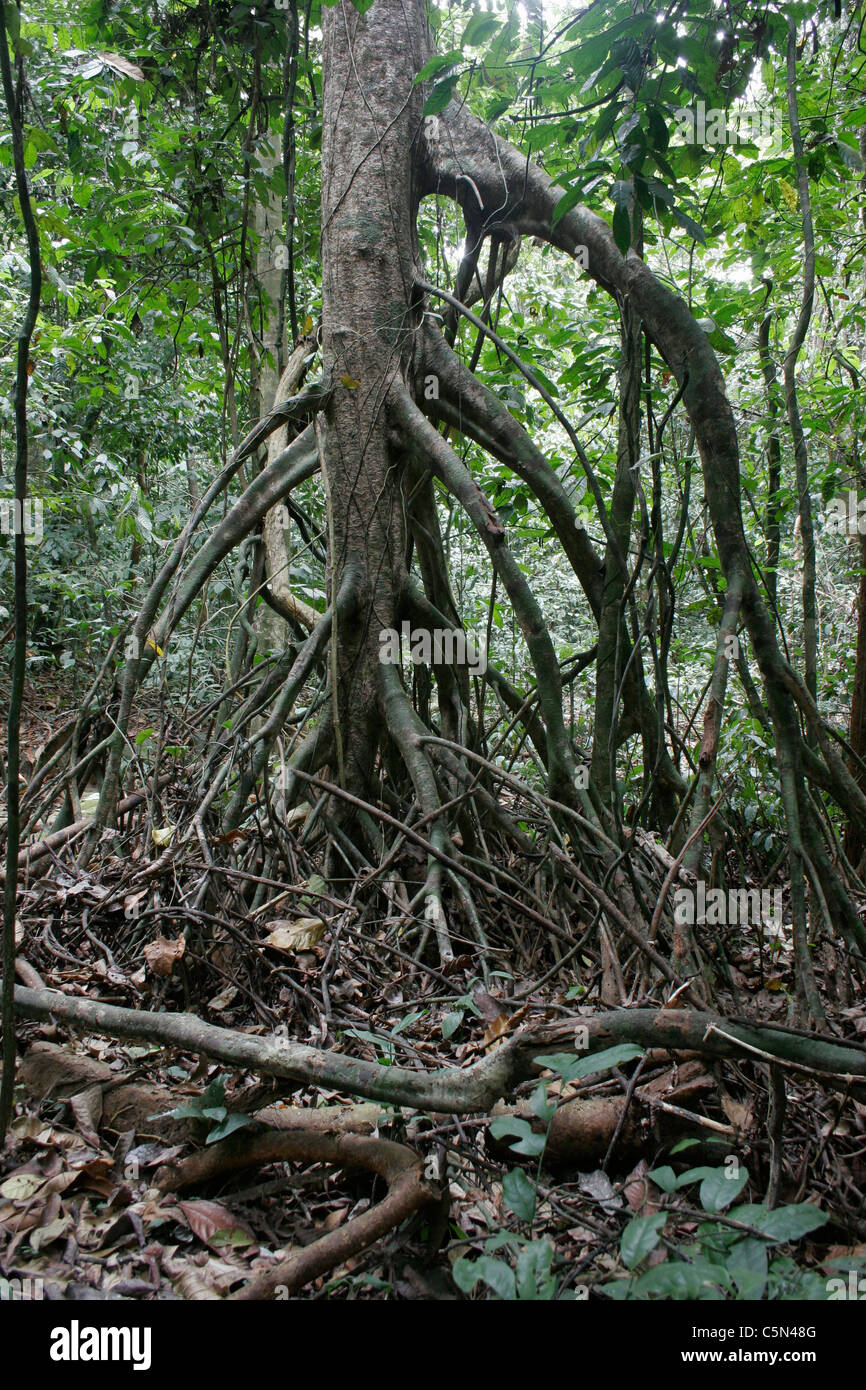 Tree (Musanga cecropioides: Urticaceae) showing stilt roots, in ...