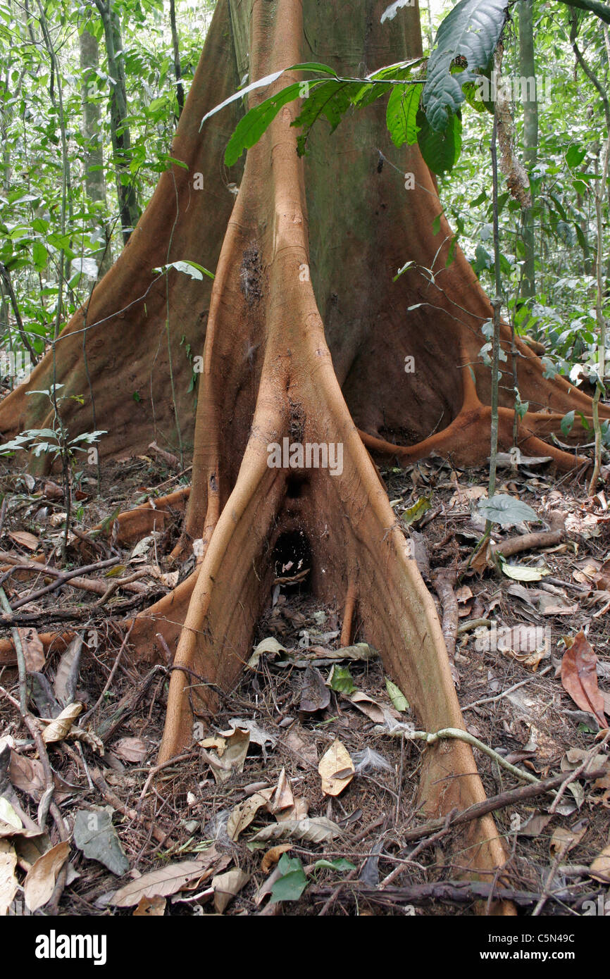 Rainforest tree showing buttress roots hi-res stock photography and ...