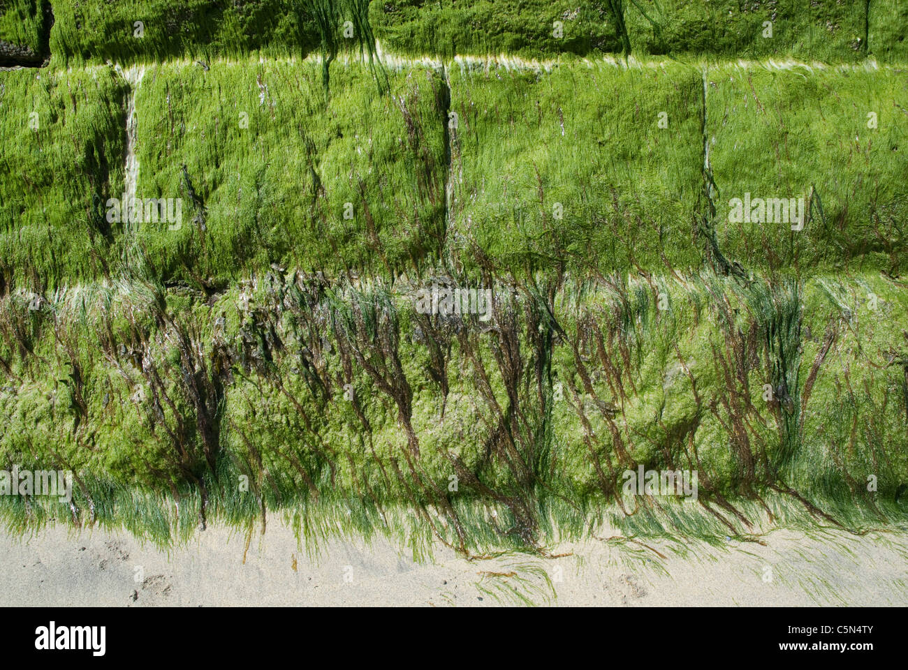 Seaweed on the bricks of the harbour wall at low tide, St Ives ...