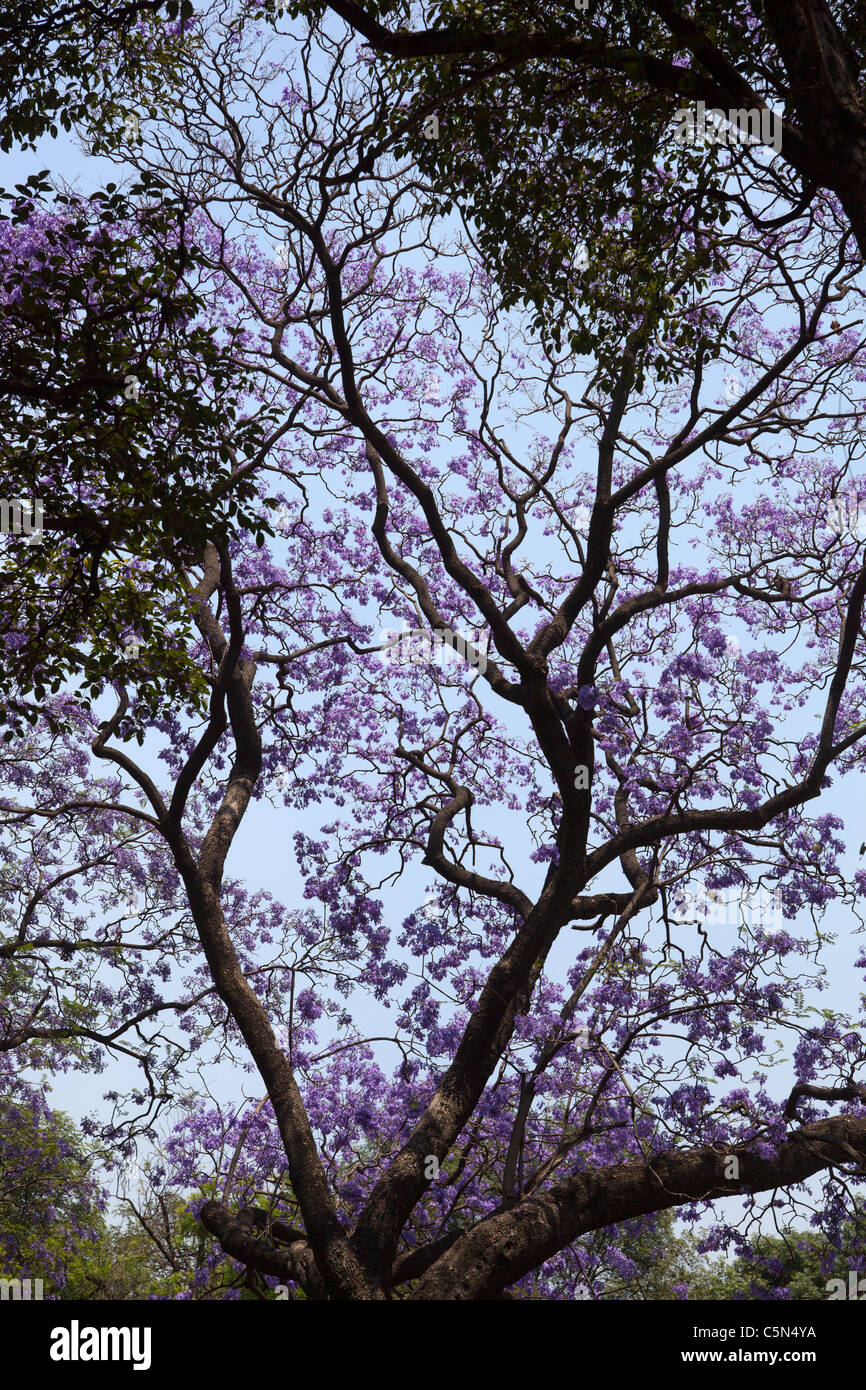 Jacaranda Trees Chapultepec Park Mexico City Mexico Stock Photo - Alamy