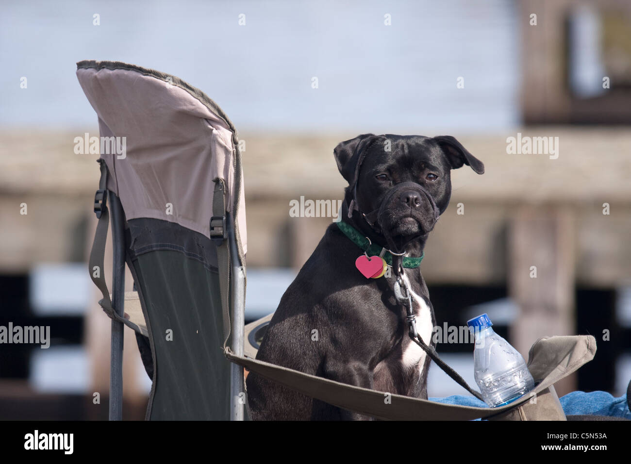 Spectator With Dog High Resolution Stock Photography and Images - Alamy