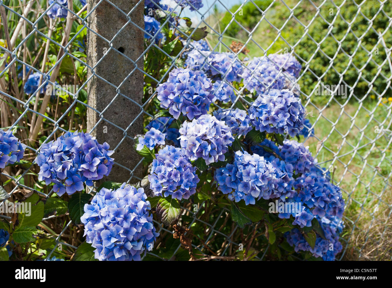 Blue hydrangea fence hi-res stock photography and images - Alamy