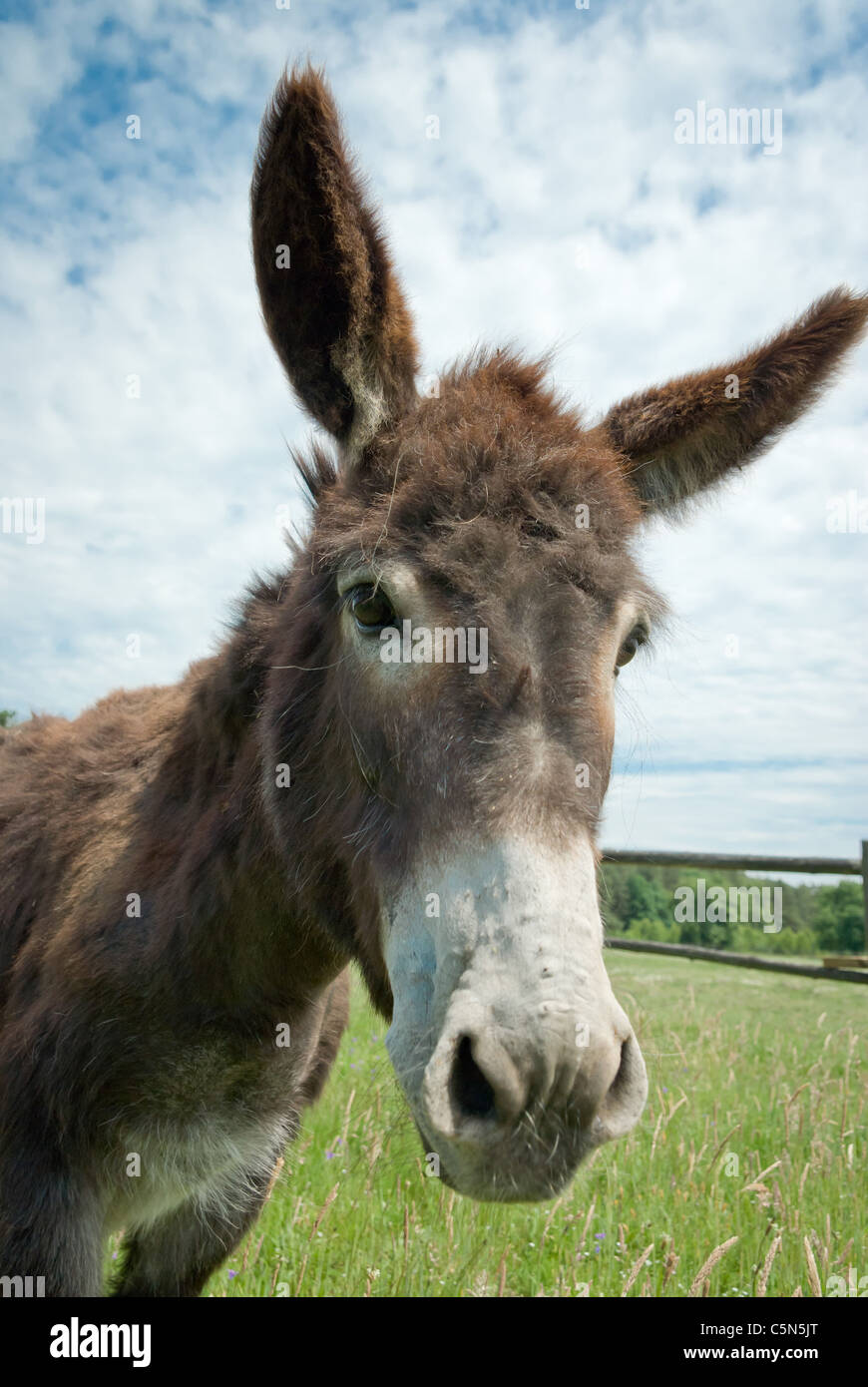 Donkey in a Field in sunny day, animals series Stock Photo - Alamy
