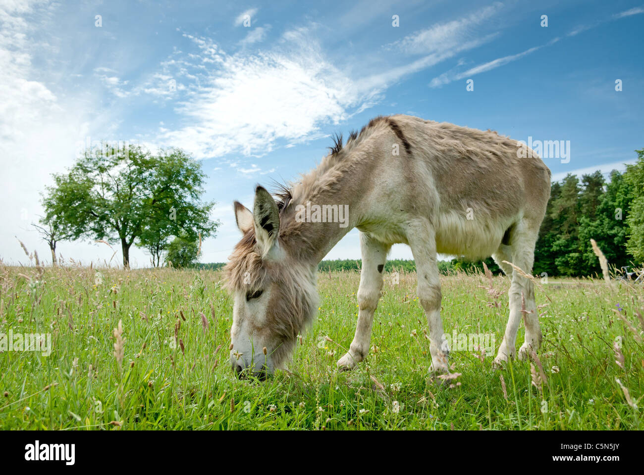 Blue donkey series hi-res stock photography and images - Alamy