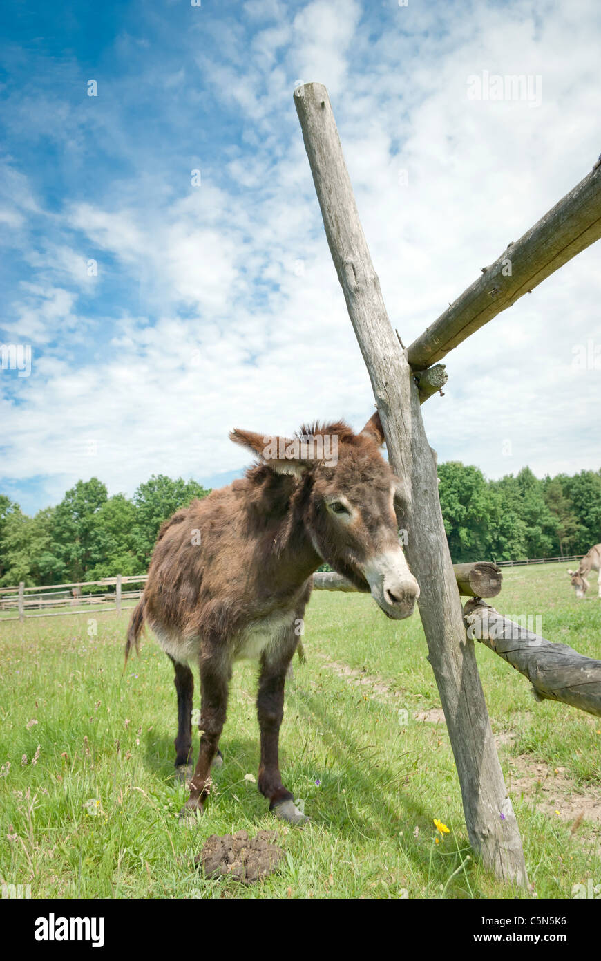 Blue donkey series hi-res stock photography and images - Alamy