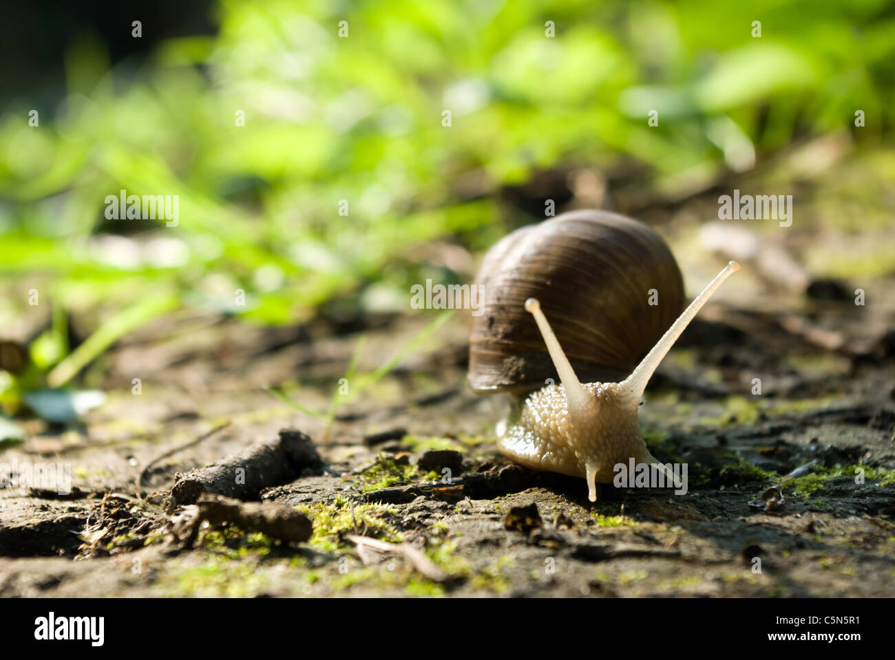 snail is climbing up, image from nature series: snail on leaf Stock ...