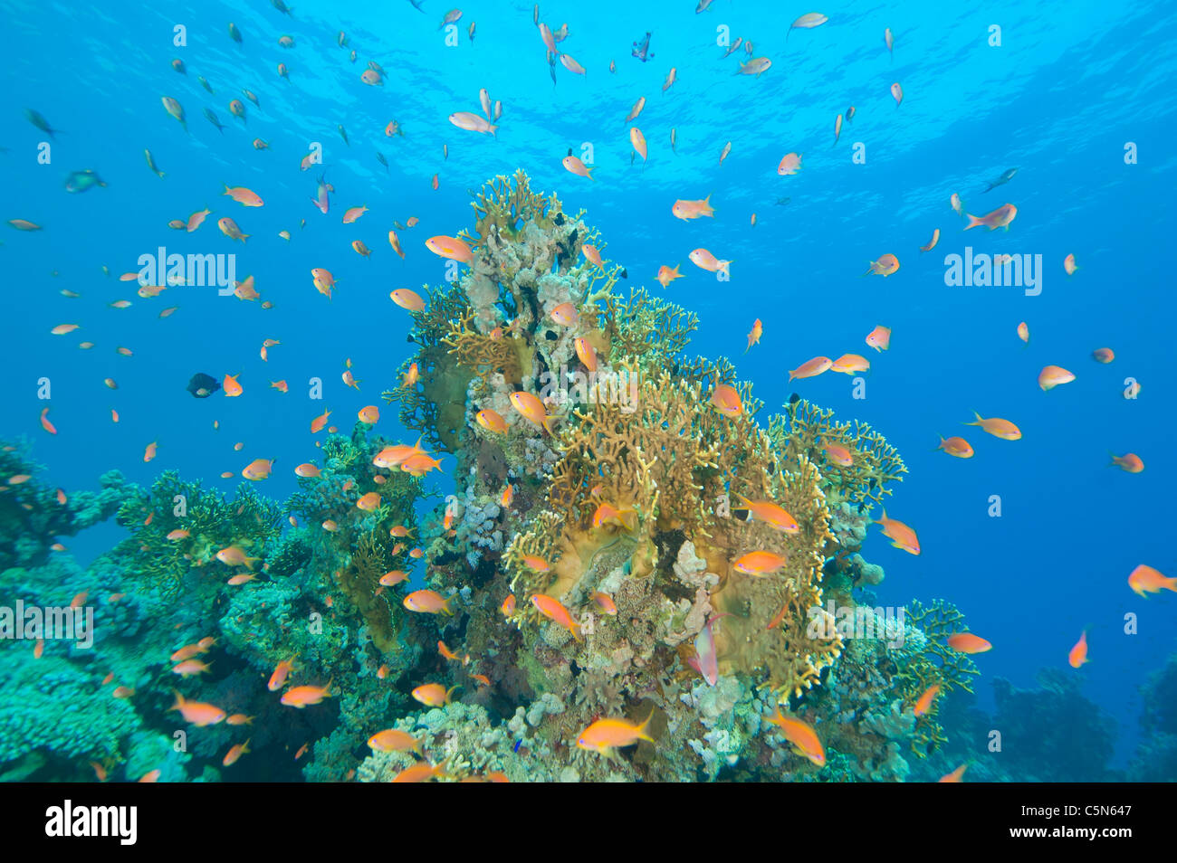 Stunning tropical coral reef scene with fire coral and anthias fish ...