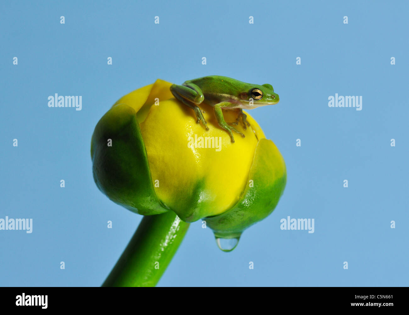 Florida Green Tree Frog sitting atop a water lily Stock Photo - Alamy