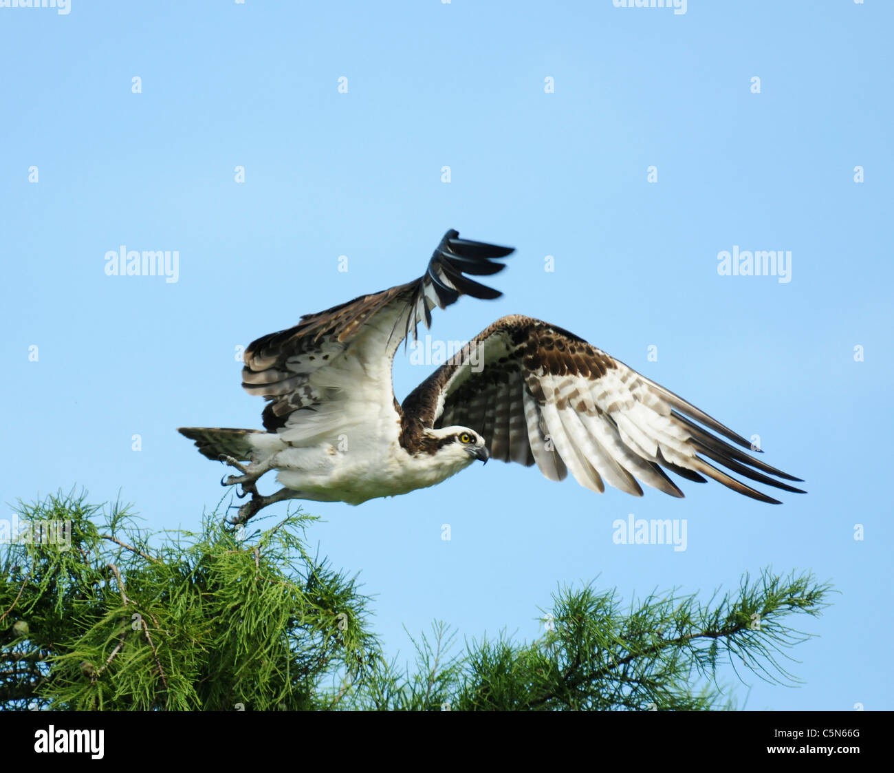 Leaving perch hi-res stock photography and images - Alamy