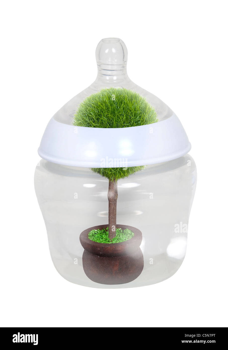 Green baby rubber plant hi-res stock photography and images - Alamy