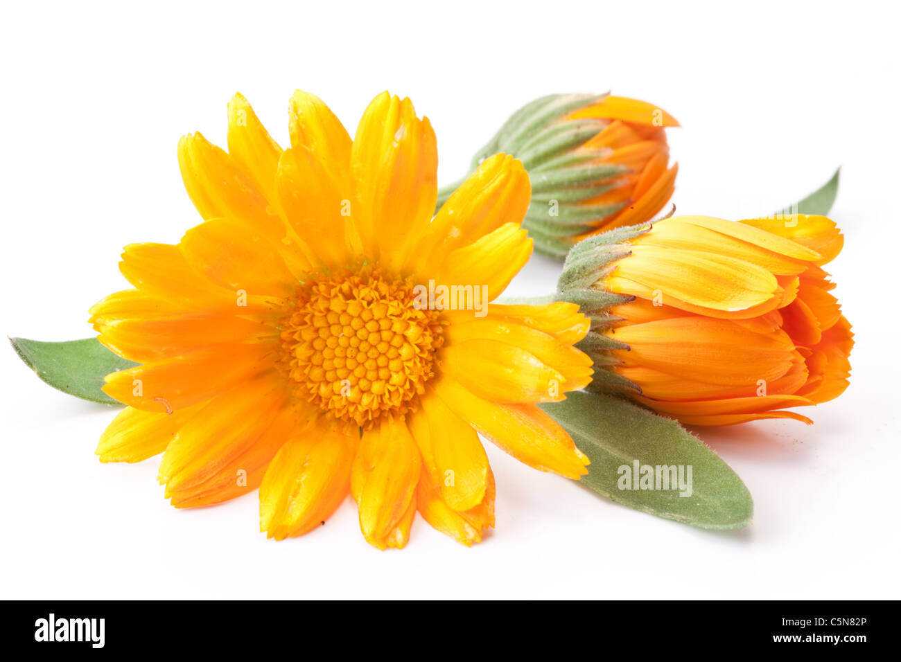 Calendula flower isolated on a white background Stock Photo - Alamy