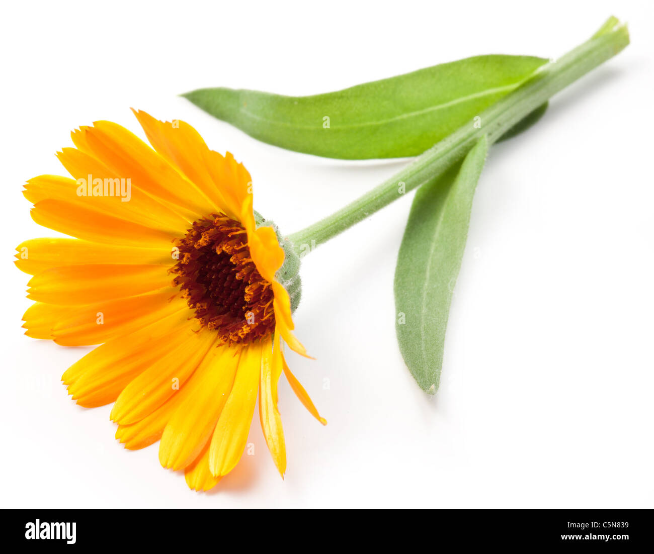 Calendula flower isolated on a white background Stock Photo - Alamy