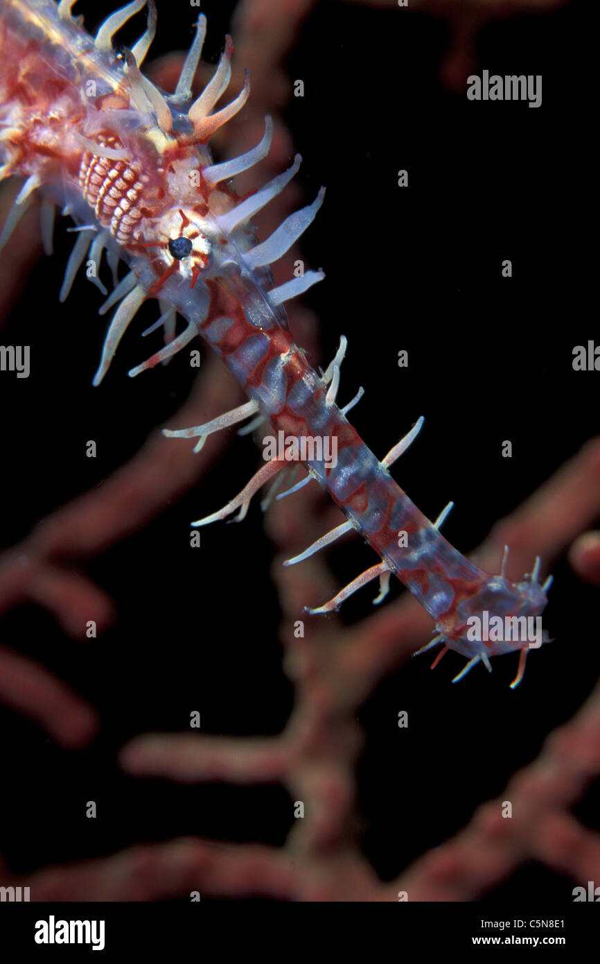 Face of Ornate Ghost Pipefish, Solenostomus paradoxus, Kimbe Bay, New ...