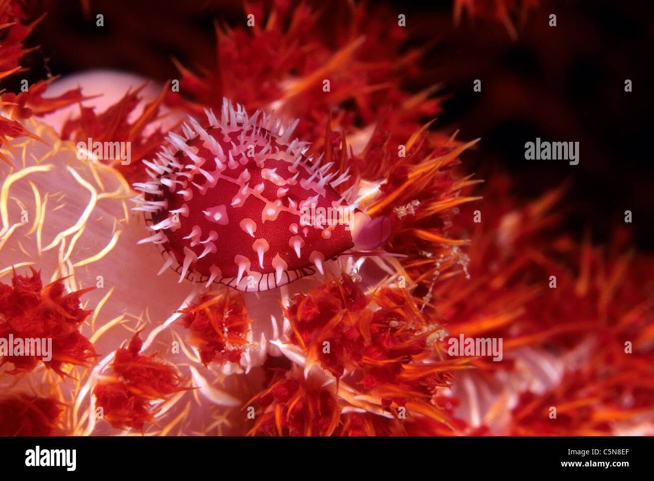 Allied cowrie new guinea hi-res stock photography and images - Alamy
