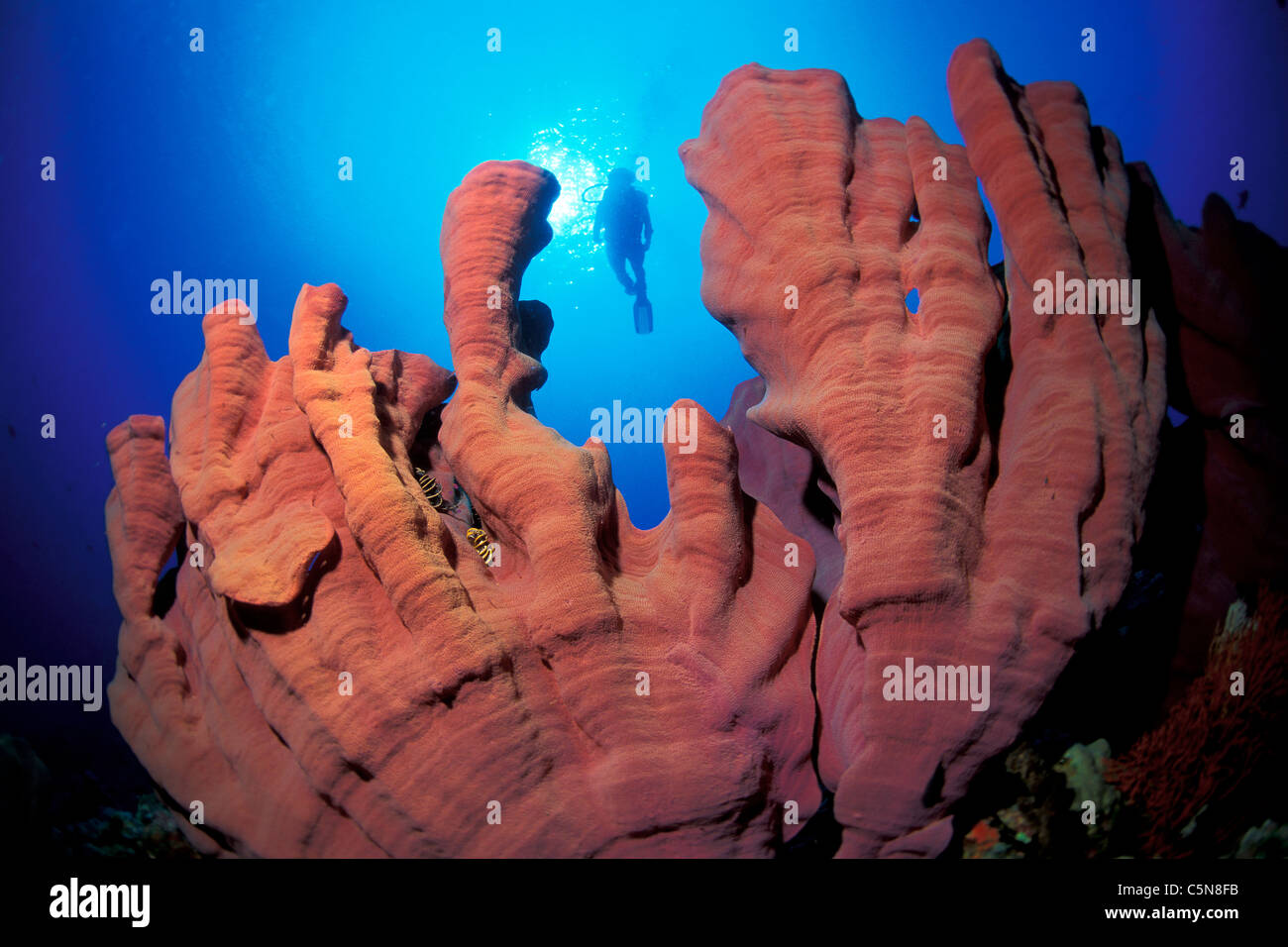 Sea elephant reef hi-res stock photography and images - Alamy