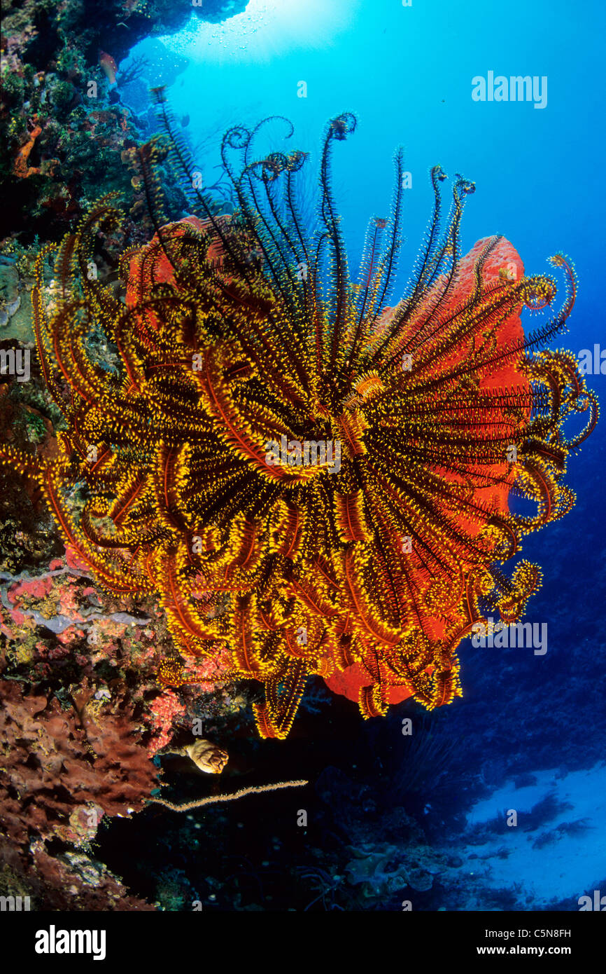 Crinoid in Coral Reef, Kimbe Bay, New Britain, Papua New Guinea Stock ...