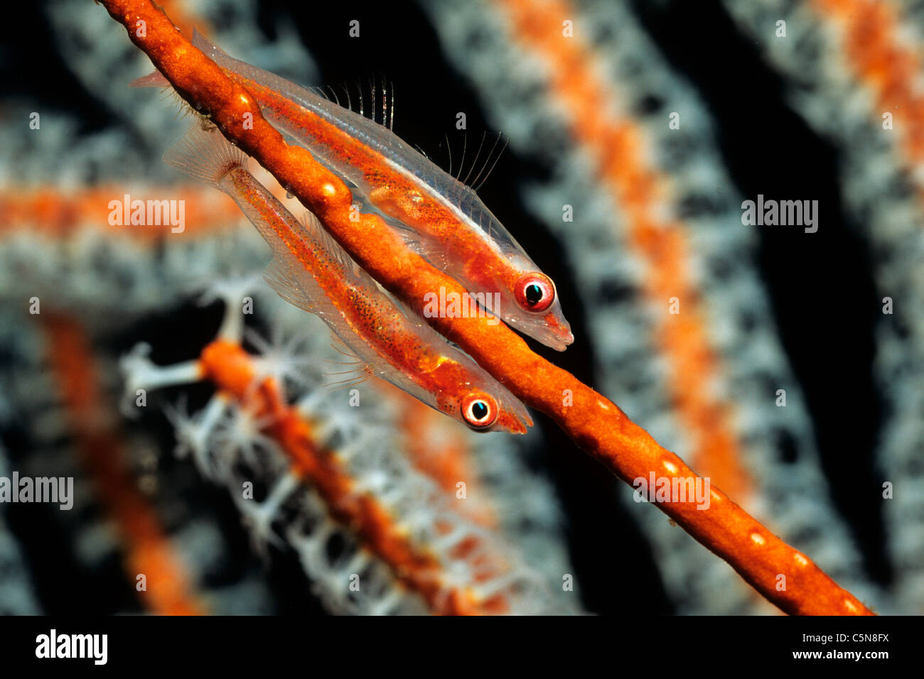 Pair of Loki Whip Ghoby, Bryaninops loki, Kimbe Bay, New Britain, Papua ...