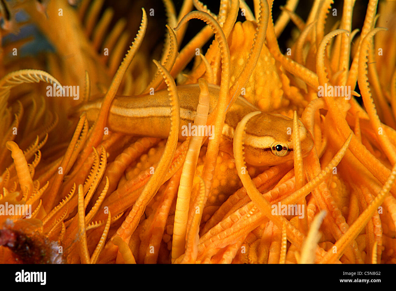 Symbosis Clingfish inside Crinoid, Discotrema crinophilum, Kimbe Bay ...