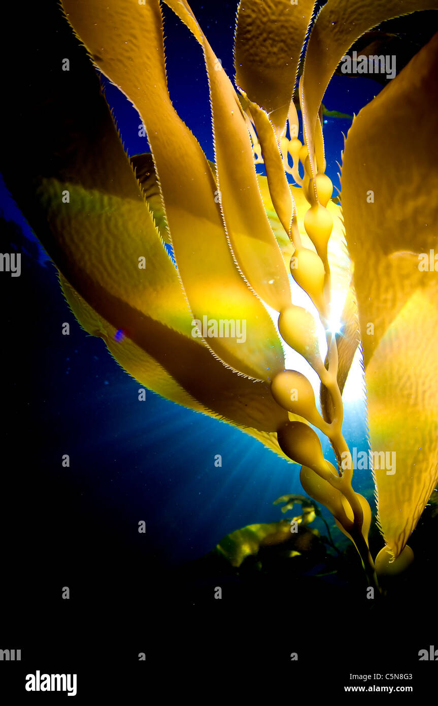 Kelp plant hi-res stock photography and images - Alamy