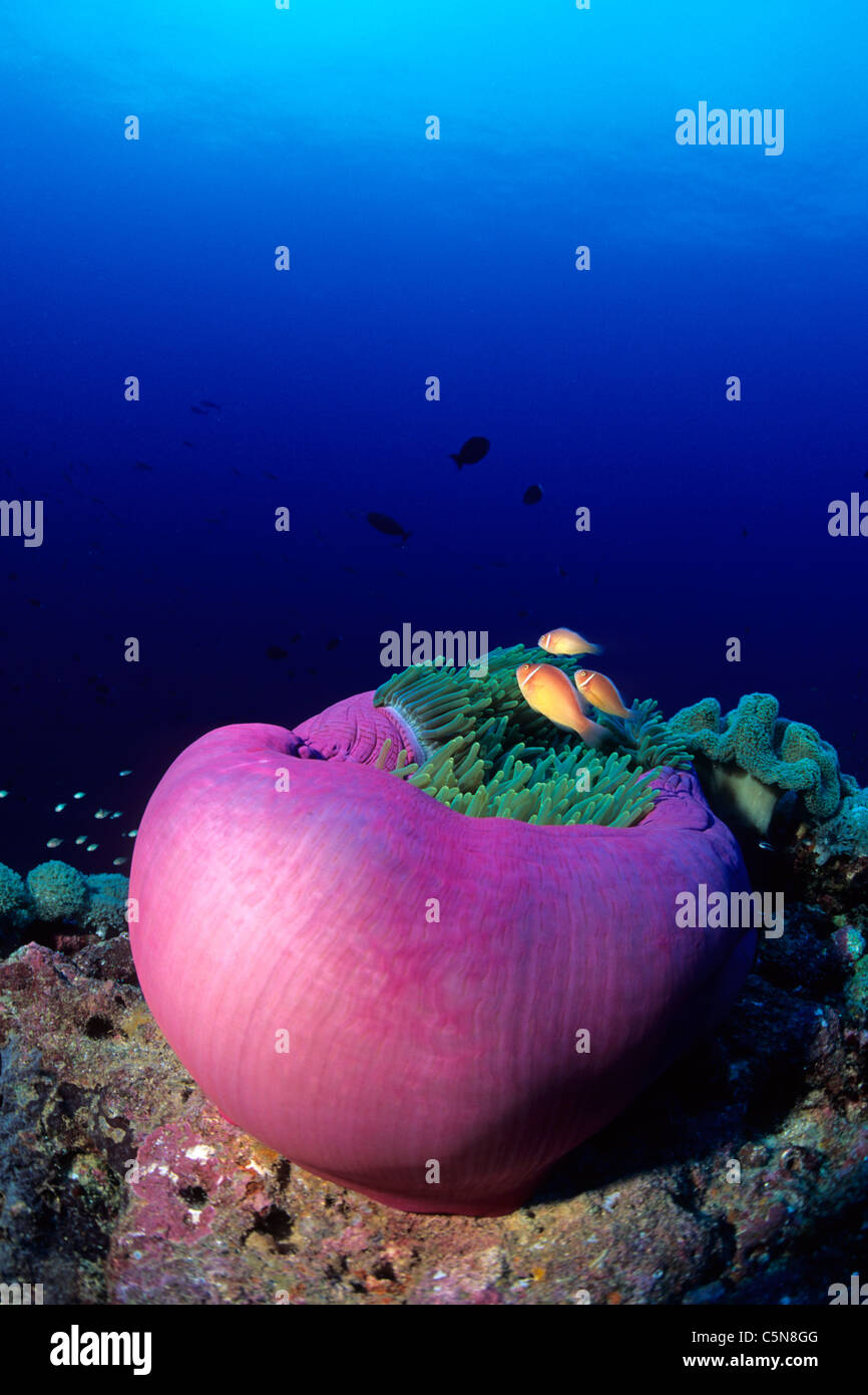 Pacific anemonefish hi-res stock photography and images - Alamy