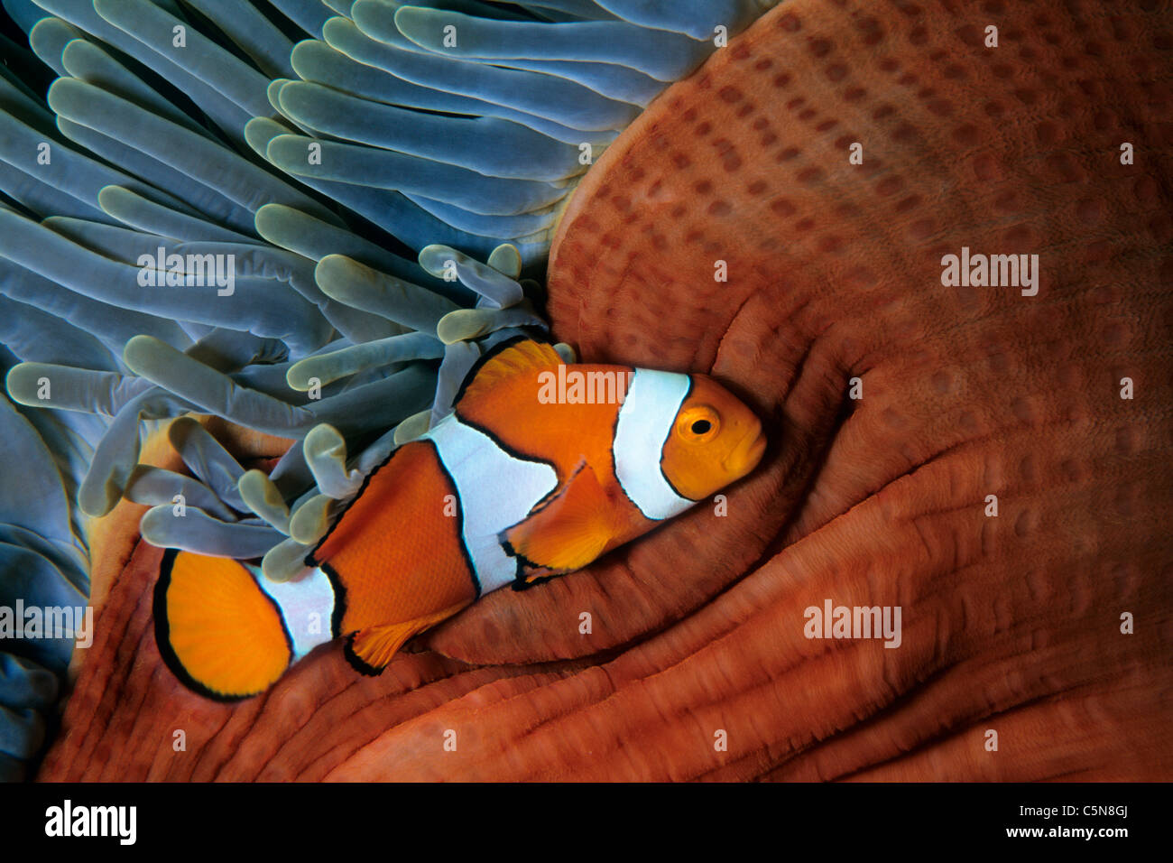 Clown Anemonefish, Amphiprion ocellaris, Kimbe Bay, New Britain, Papua ...