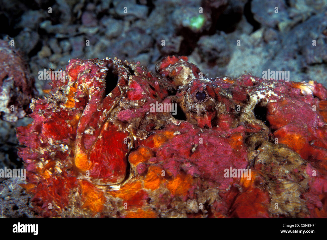 Stonefish disguise hi-res stock photography and images - Alamy