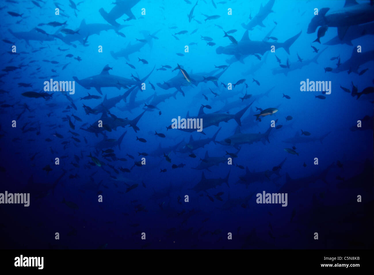 Galápagos marine reserve shark hi-res stock photography and images - Alamy