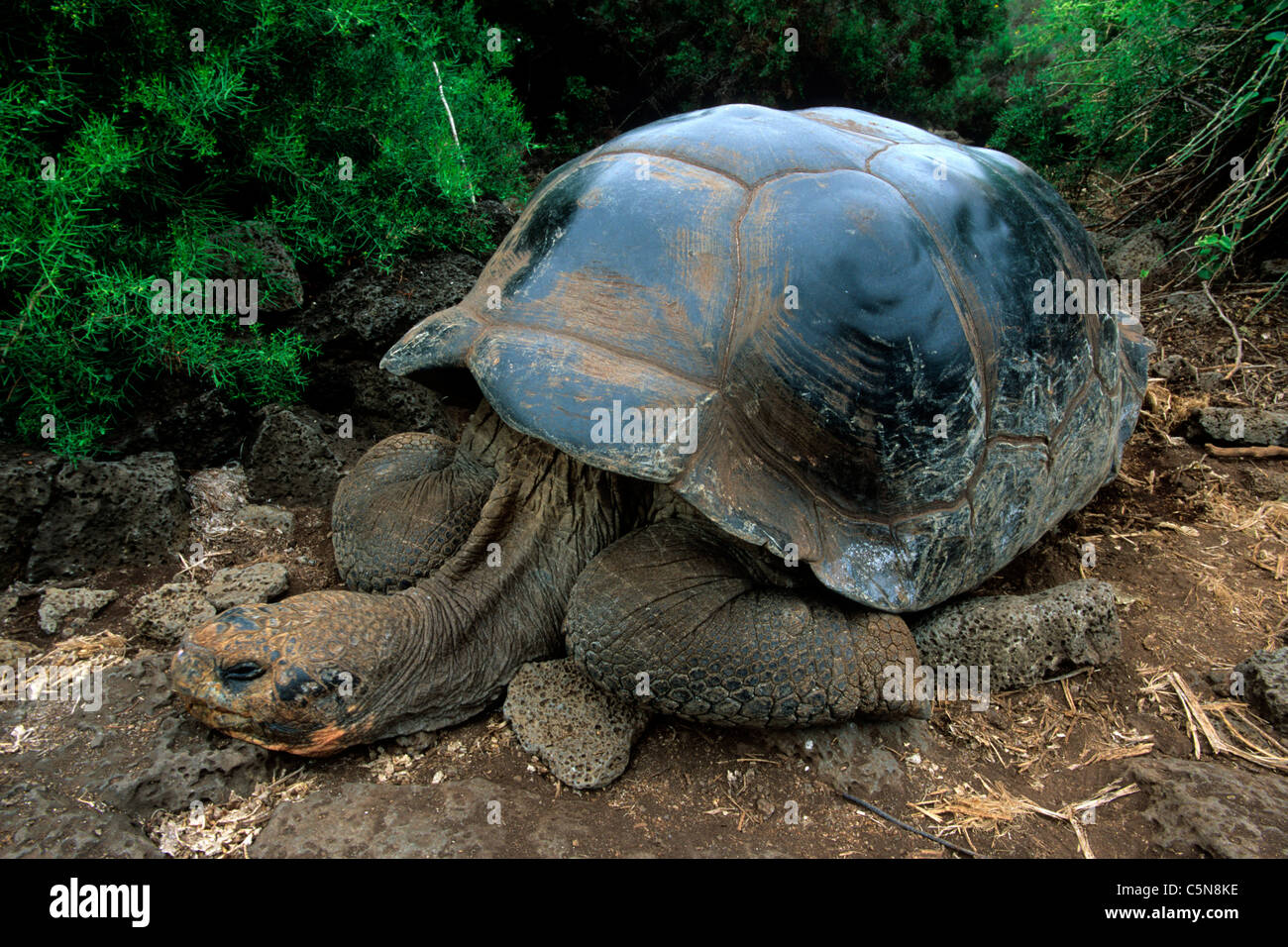 Galapagos giant turtles hi-res stock photography and images - Alamy