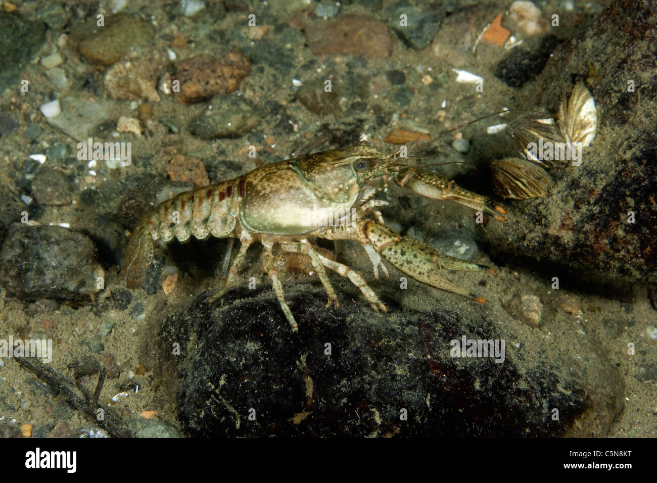 Crayfish hi-res stock photography and images - Alamy