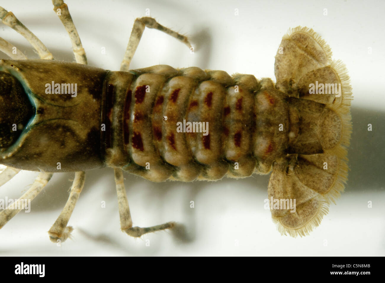 Orconectes limosus hi-res stock photography and images - Alamy