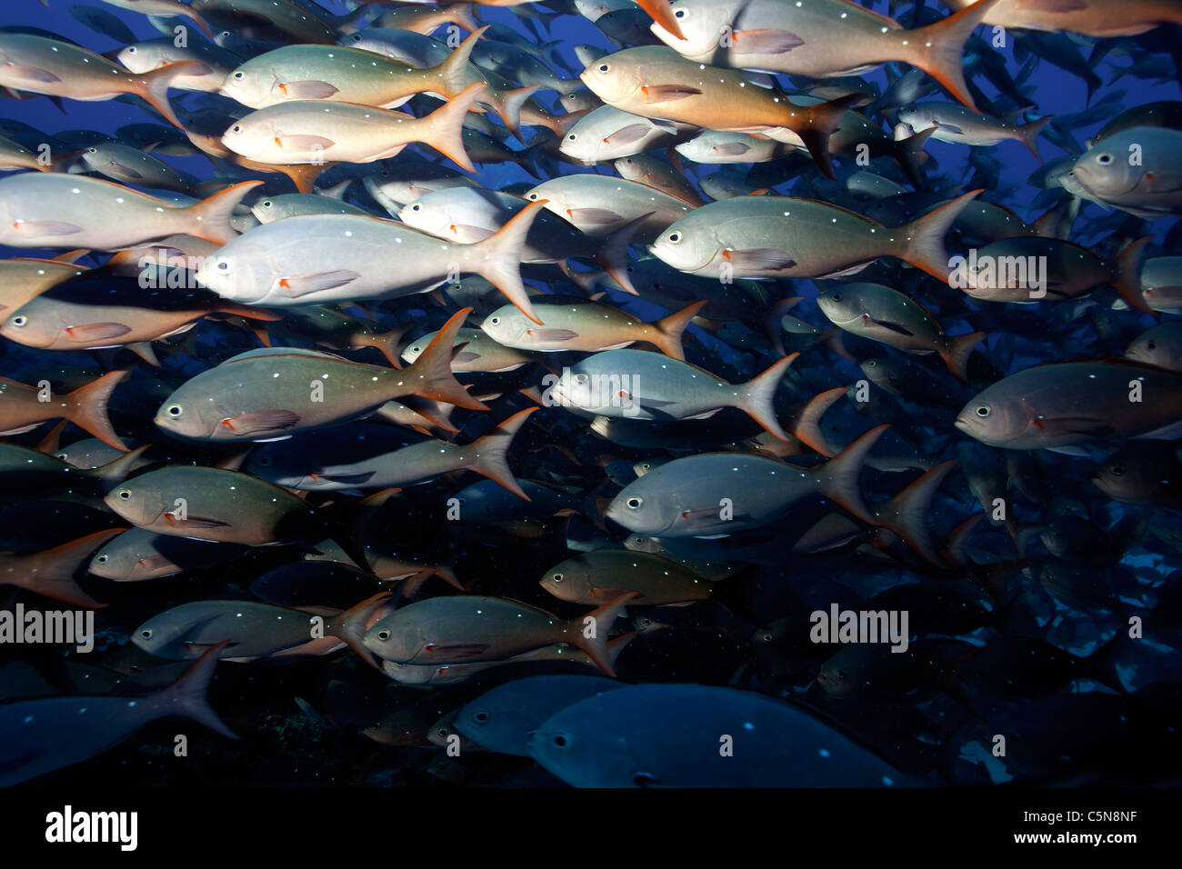 School Of Pacific Creolefish High Resolution Stock Photography and ...