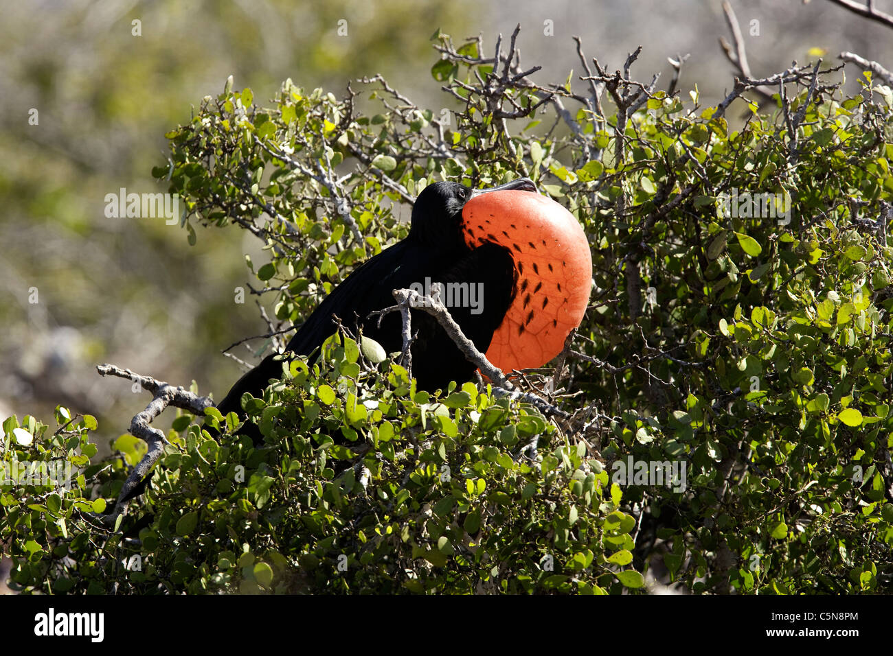 Male Magnificent Frigatebird inflating red Gular, Fregata magnificens ...