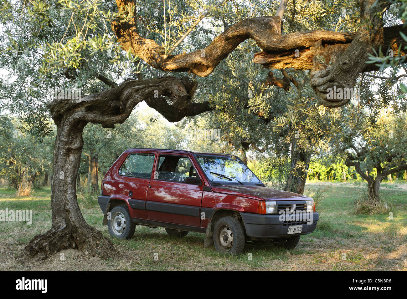 Fiat Panda parked in an olive grove in Italy Stock Photo - Alamy