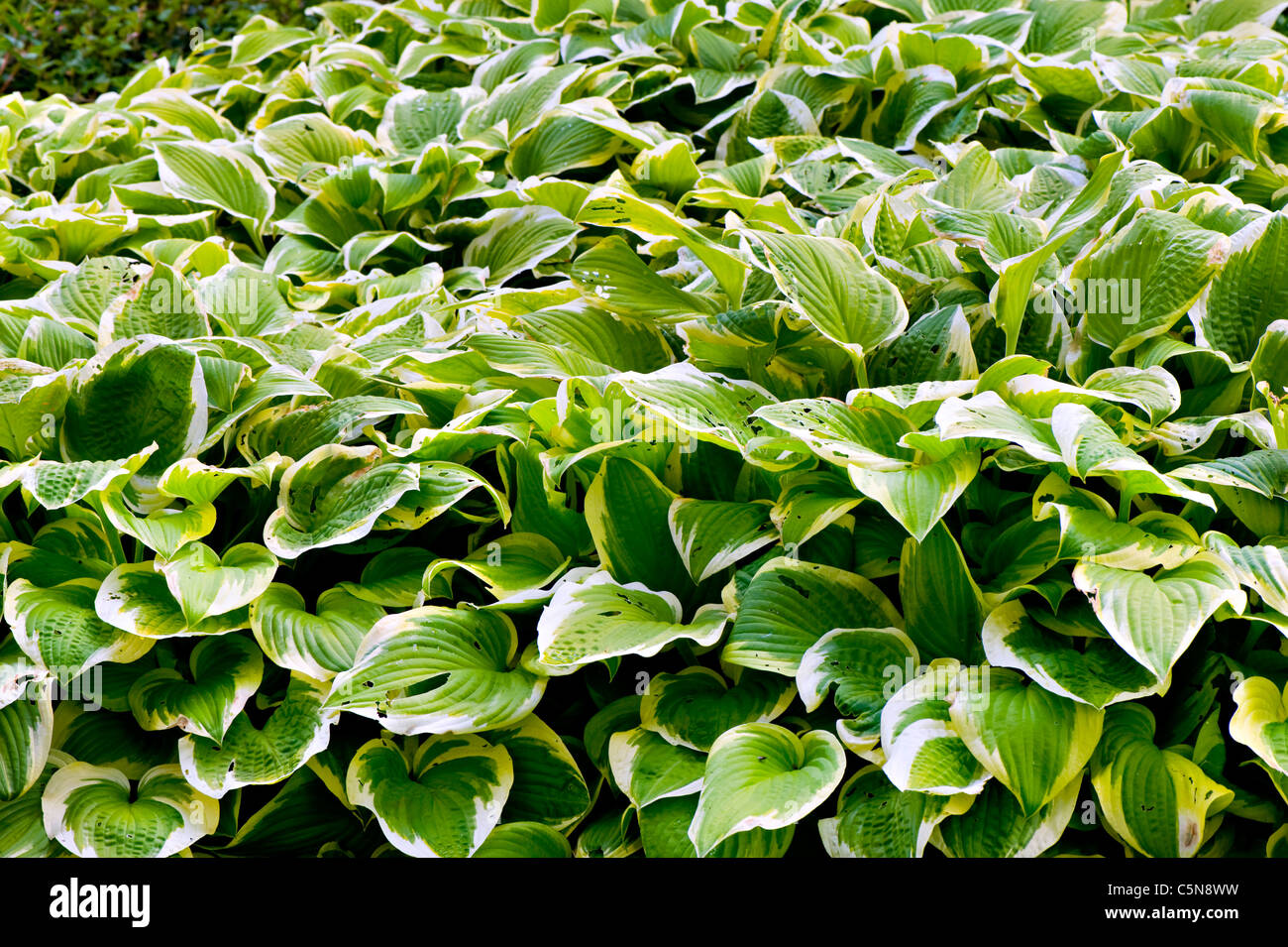 Damaged hosta hi-res stock photography and images - Alamy