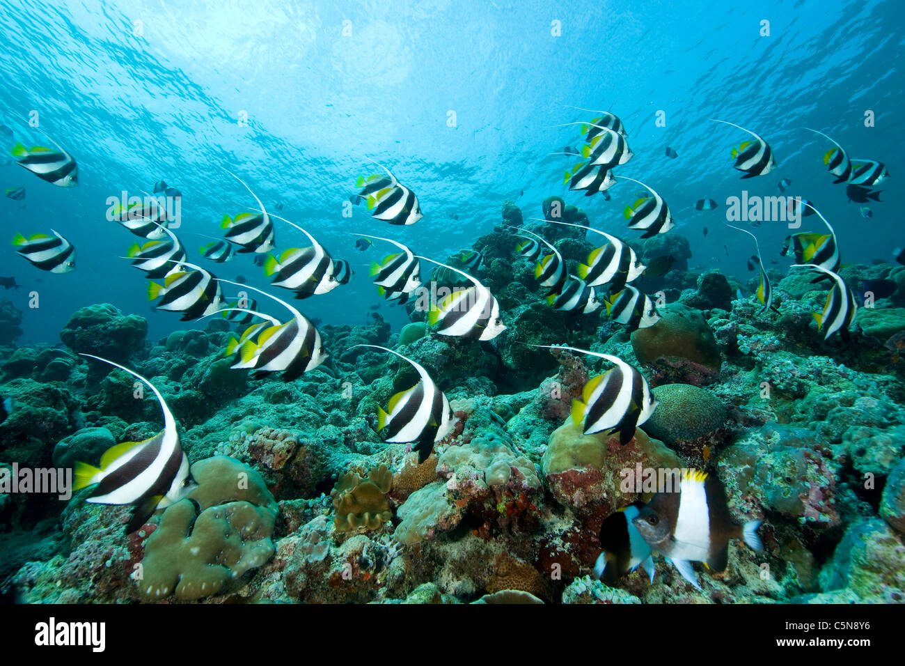 Shoal of Pennant Bannerfish, Heniochus diphreutes, Indian Ocean ...