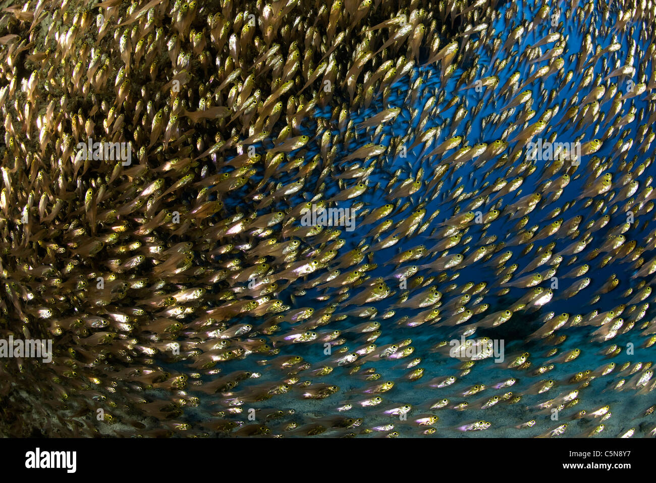 Indian glassfish hi-res stock photography and images - Alamy