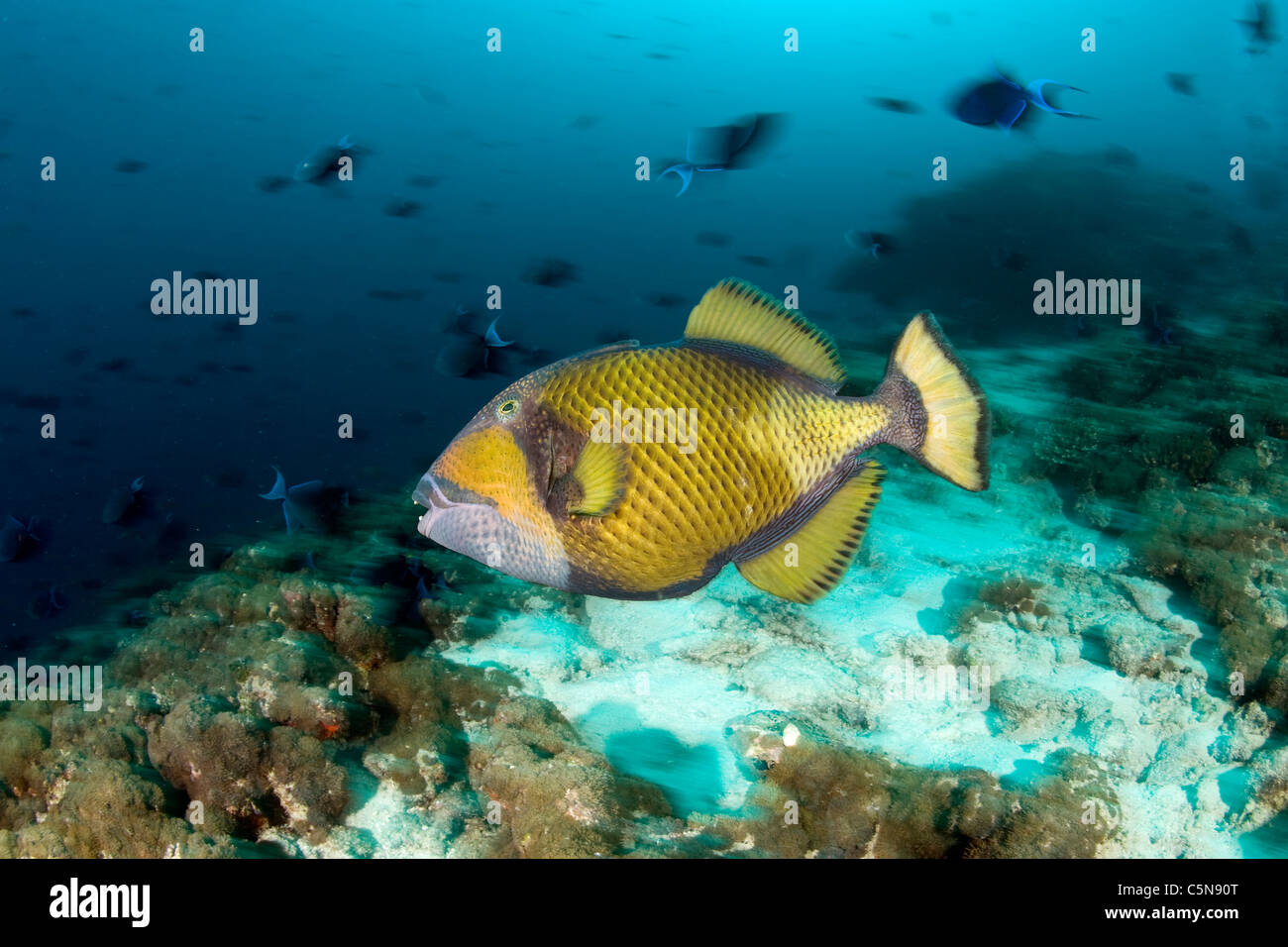Moustache triggerfish hi-res stock photography and images - Alamy